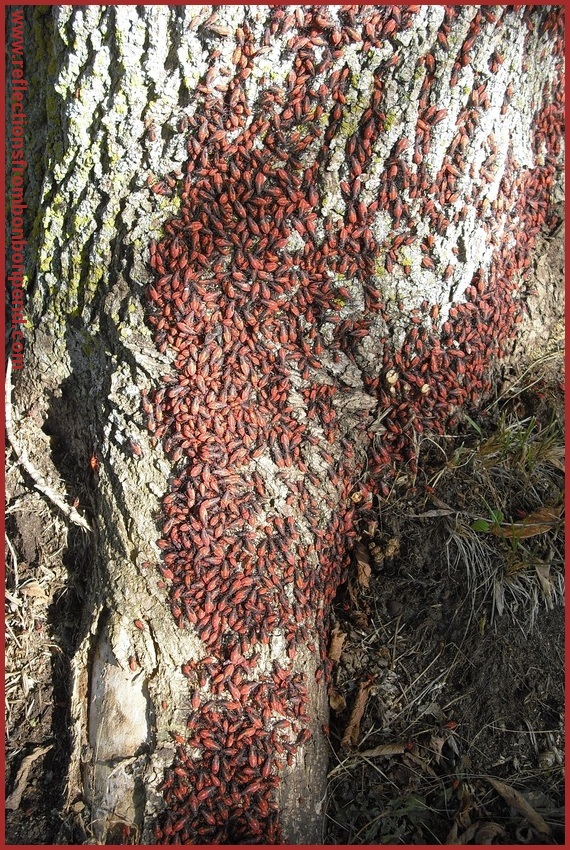 Reflections from Bon Bon Pond: In Defense of Box Elder Bugs