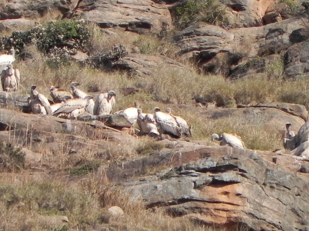 Kate living on an Eastern Cape Farm: Looking for Vultures
