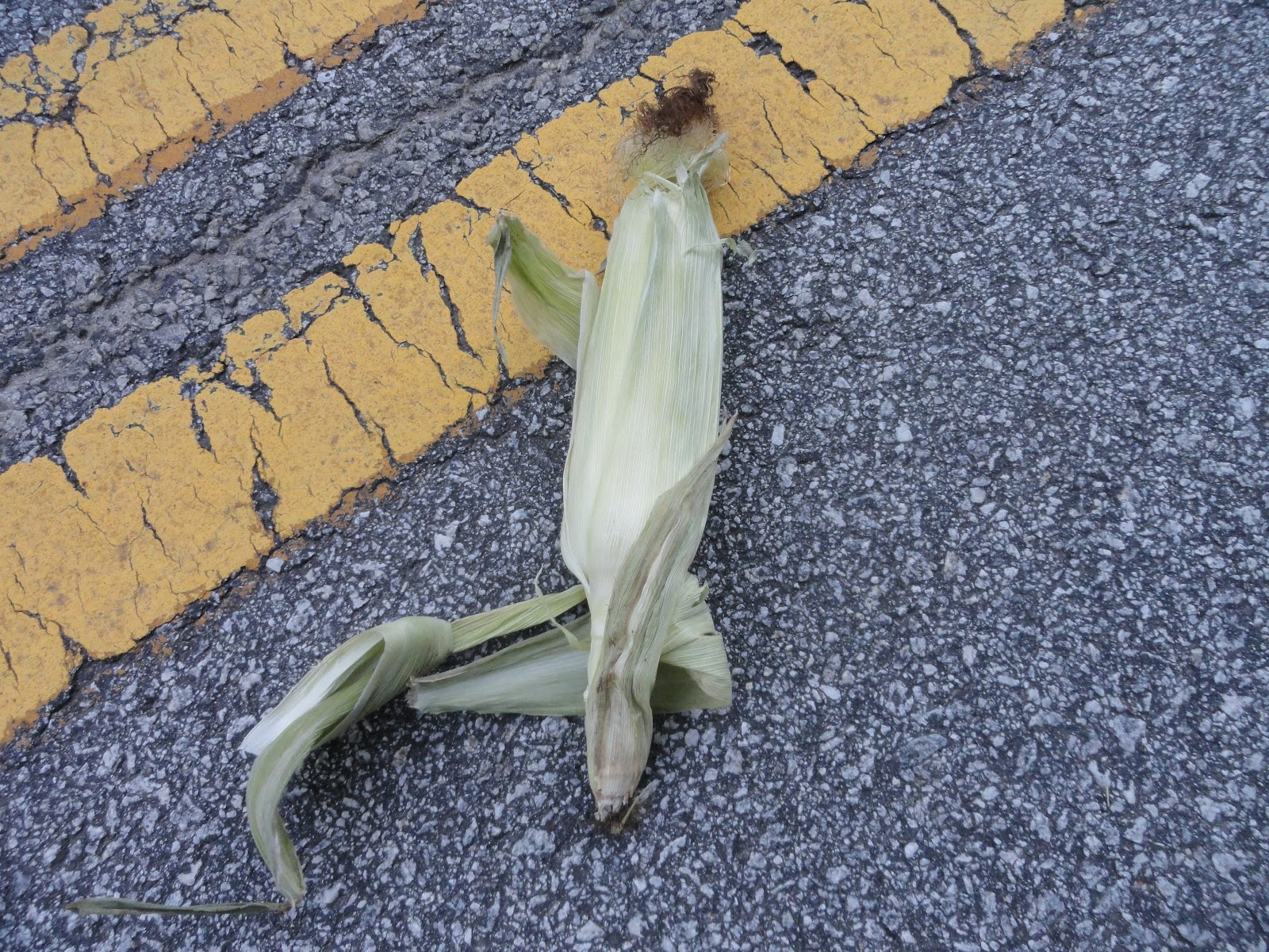 Foothills Forager: Roadside Foraging Finds (Edible and Otherwise)