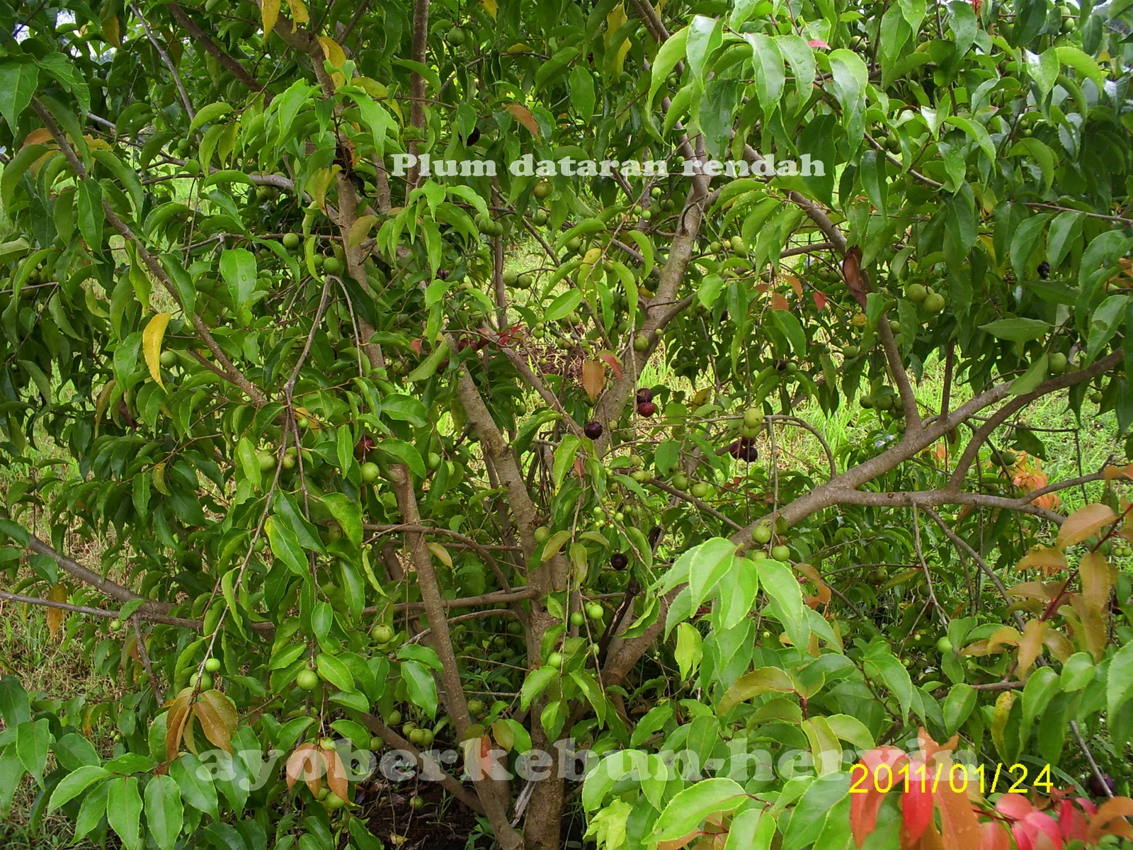 Ayo berkebun: Rukem vs Plum Dataran Rendah...