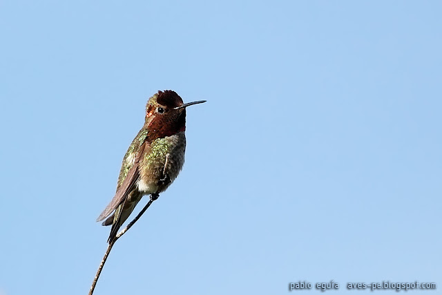 mis fotos de aves: Calypte anna Colibrí de Ana Anna's Hummingbird