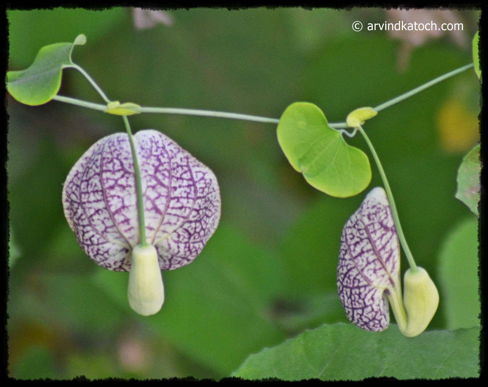 Backside of Calico Flower (A Forest Flower)