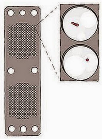 Phage therapy subjects from Sellano town : Teixobactin