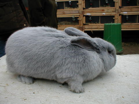 PETS: Beveren Rabbit