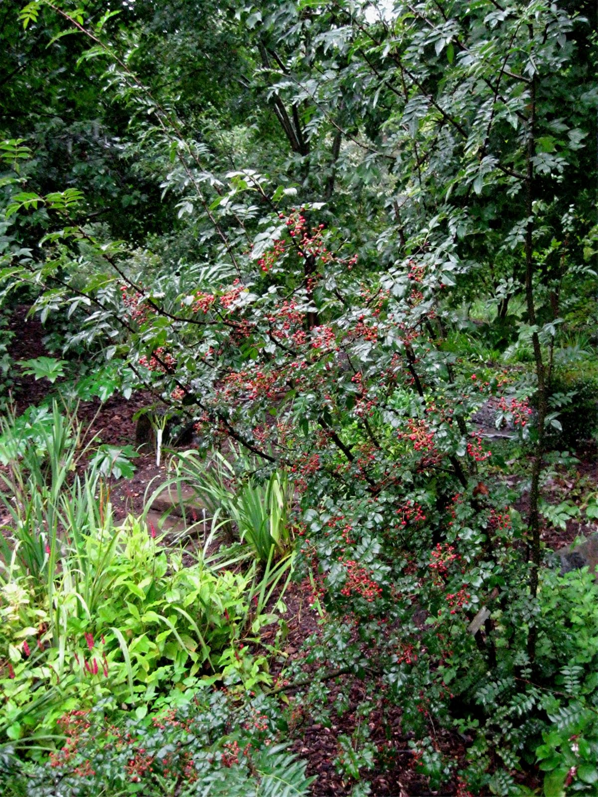 1003 Gardens: Zanthoxylum simulans with fruit and Z. piperitum without