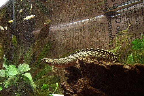 Fish Pictures: Ornate bichir - Polypterus ornatipinnis