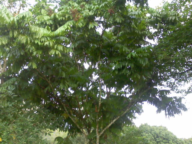 Wild Edible Tree 7 - Kasai ~ RimbaGunong