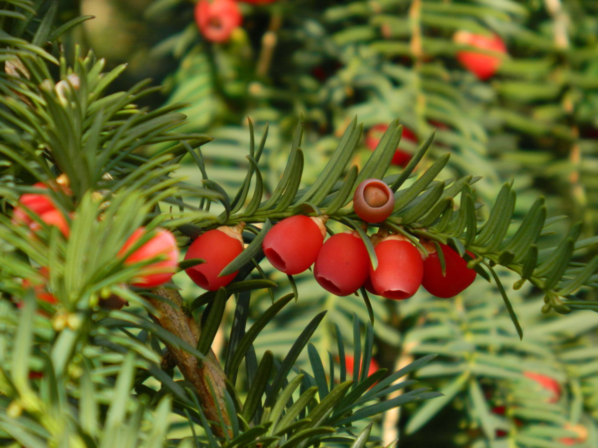 LA MULTI ANI, ROMANIA!: Conifere cu fructe rosii
