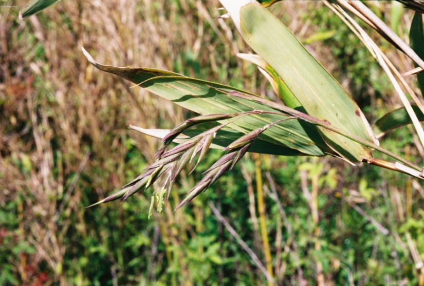 Rivercane Research: A little background