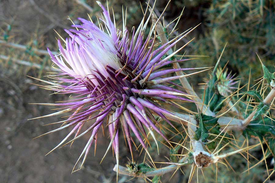 Wildflowers of Andalucia: Ptilostemon hispanicus