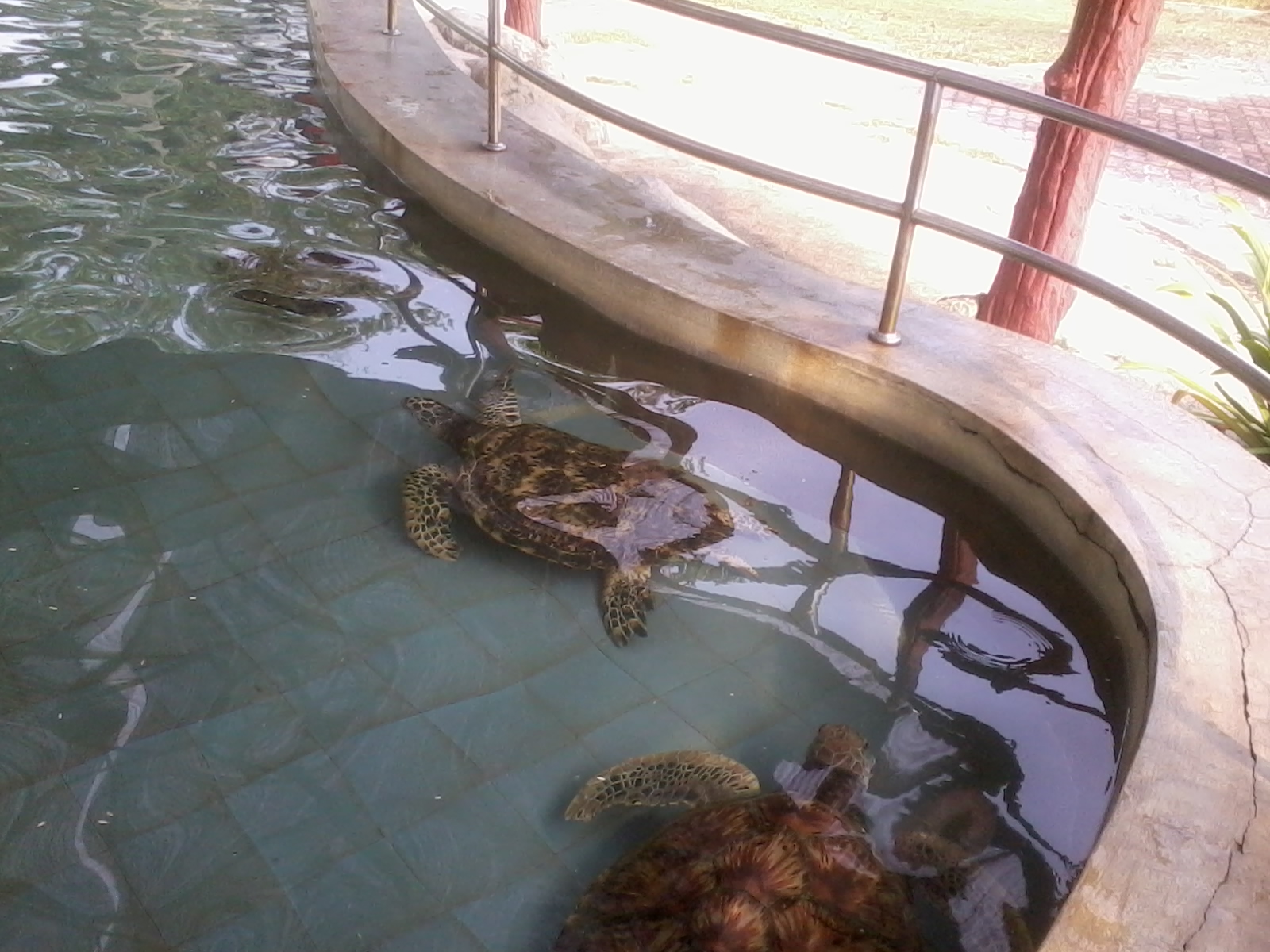 Catatan Eija: Pusat Konservasi dan Penerangan Penyu Segari, Perak