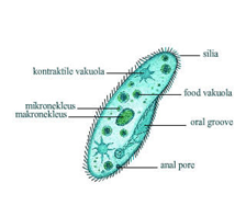 Biologi Sel: Protozoa - Teras Fisika