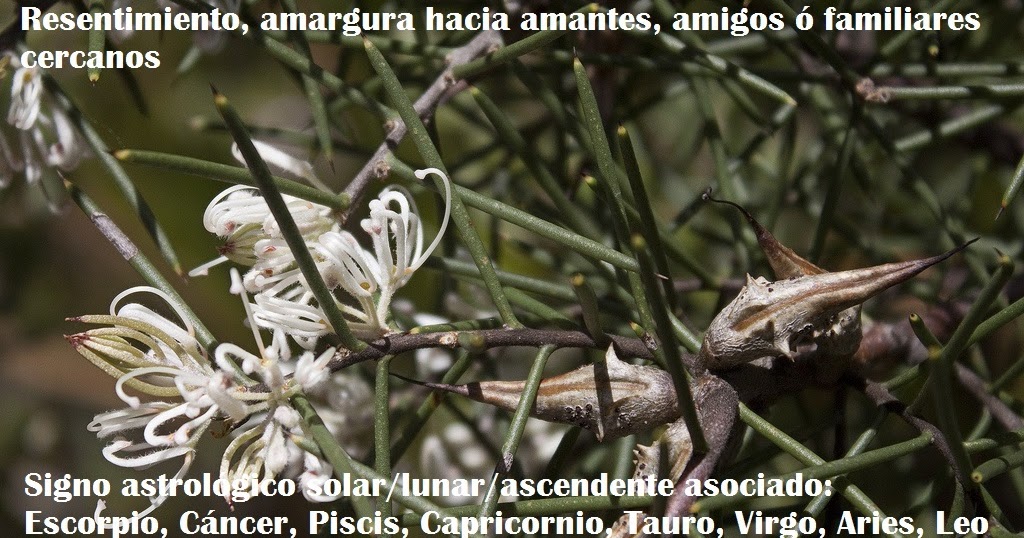 CTS-CENTRO DE TERAPIAS PARA LA SALUD: ESENCIAS FLORALES BUSH: DAGGER HAKEA