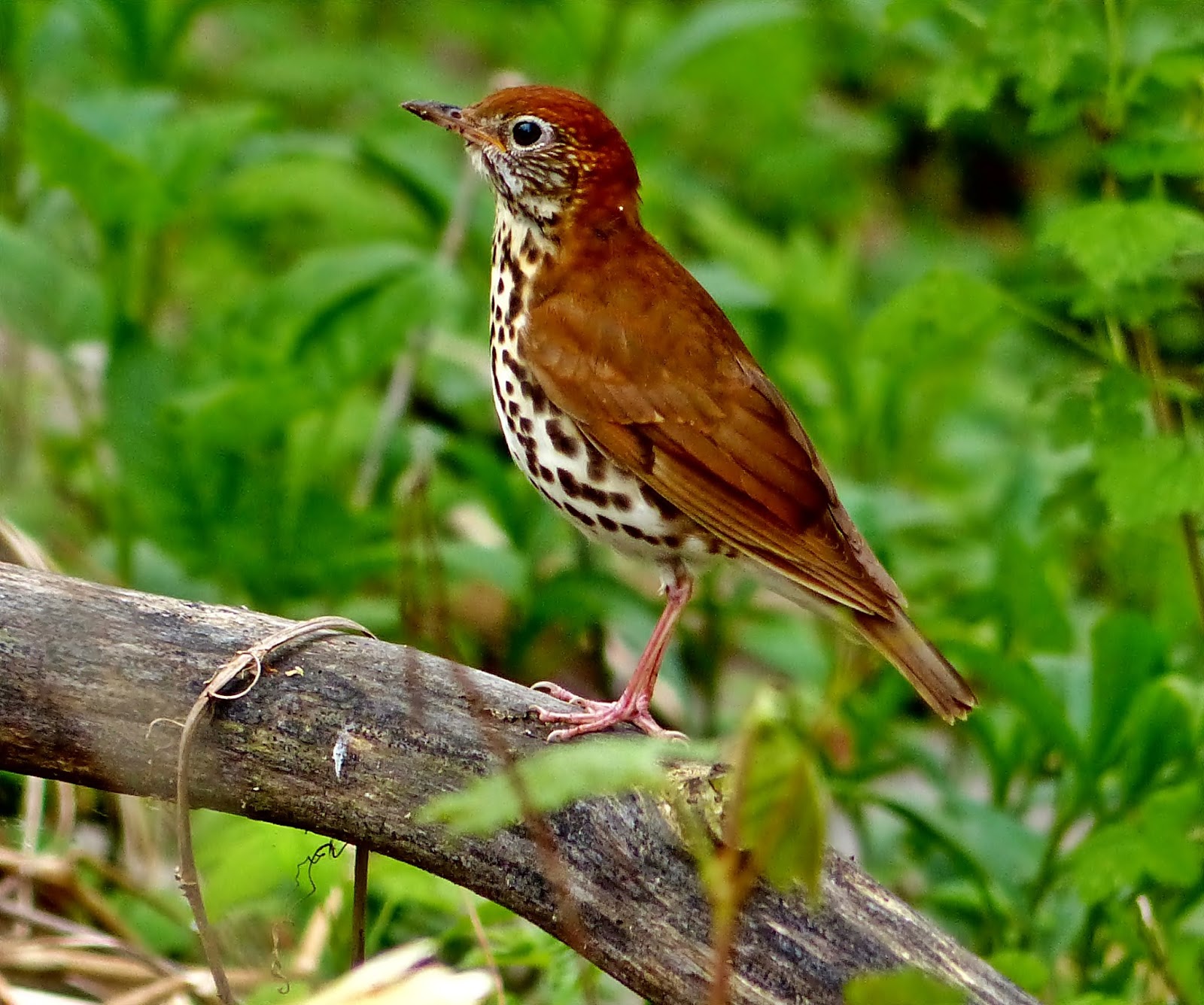 A.W.Birder: Always on the lookout for fine birds...: Ohio Bird Photos