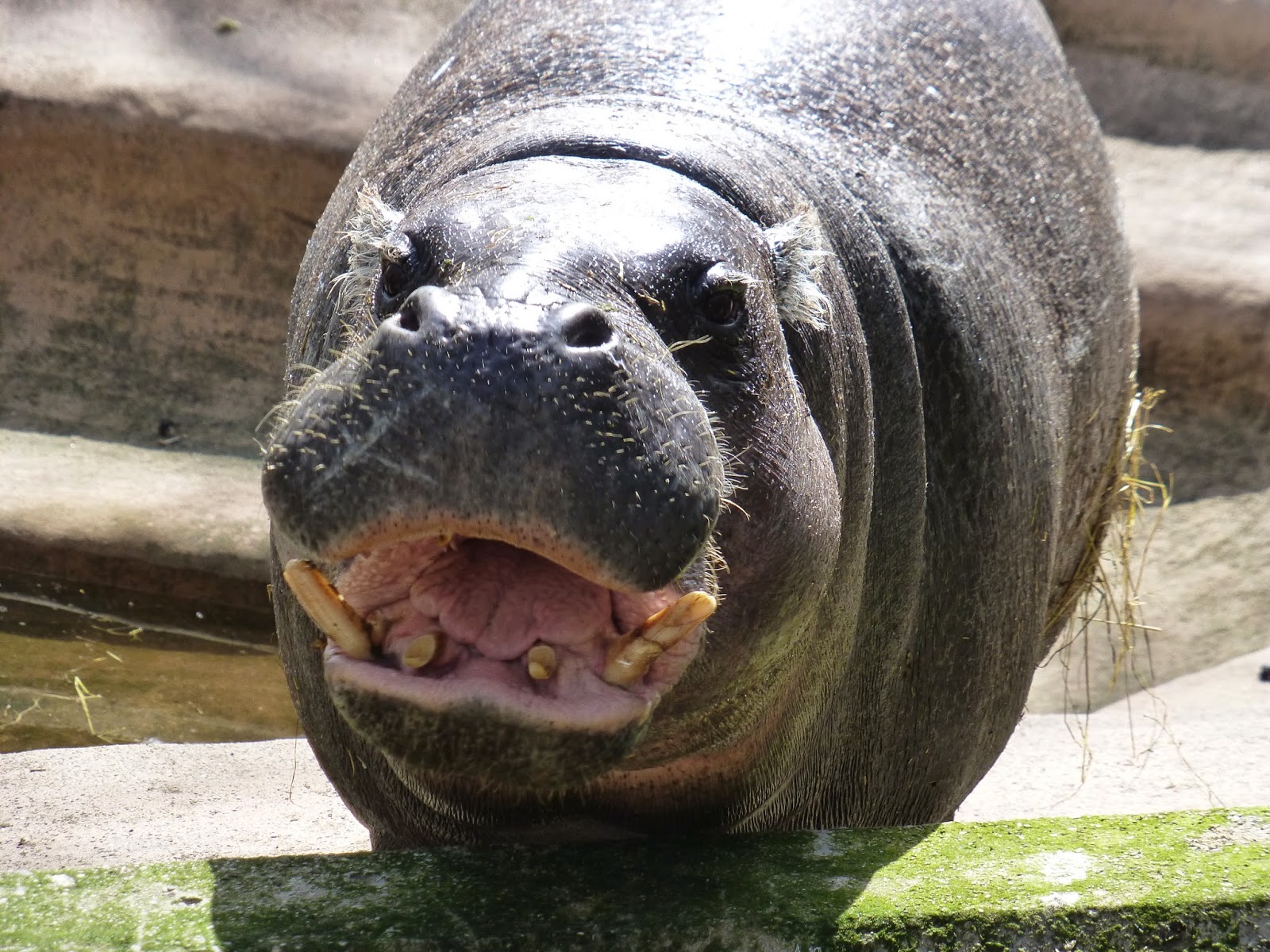 Scottish Girl in Zurich: Photo of the Week - Hippo Time
