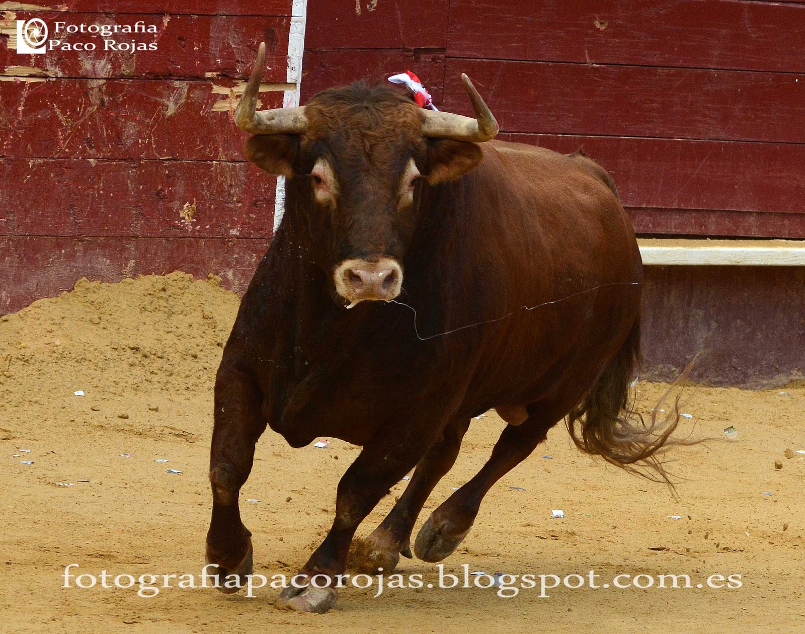 Valencia corrida de toros del 9 de octubre.