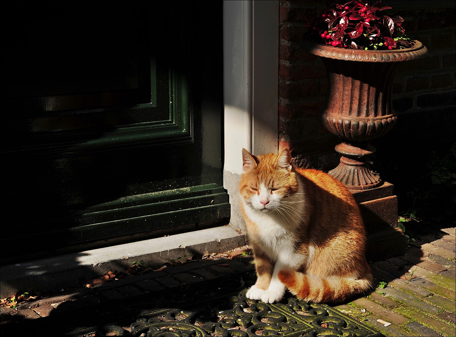 " Wind" Honden : poezen4/katten-15x