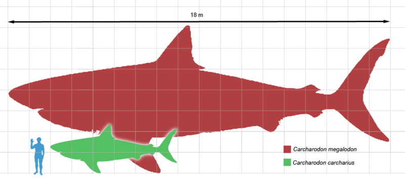 JURASSIC GIANTS: MEGALODON:THE KING OF THE OCEANS