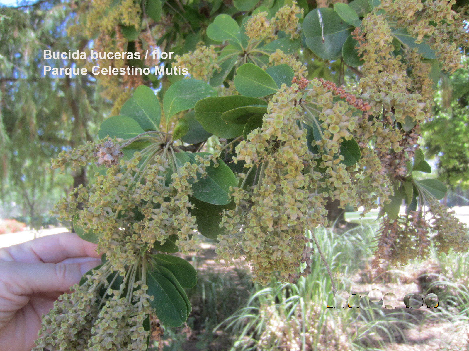 elarbolmiamigo-encinarosa: bucida Buceras / Árbol de júcar / Oxhorn ...