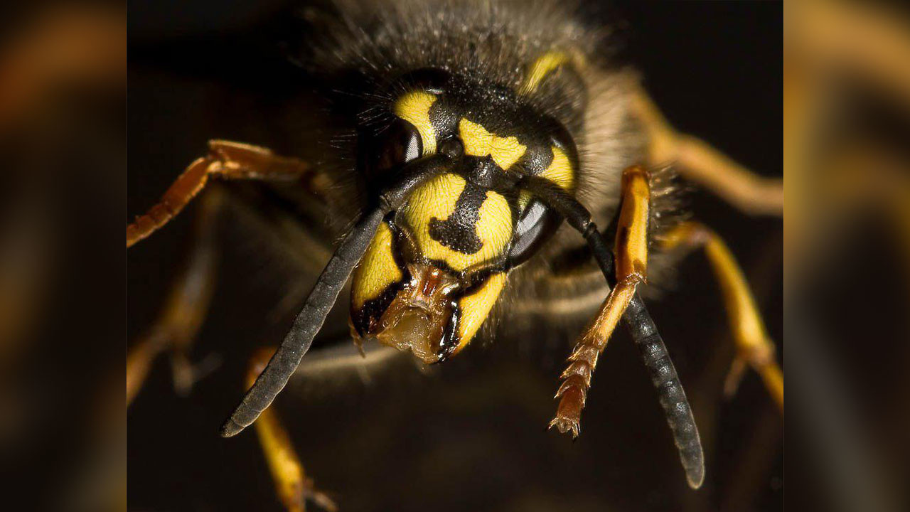 Scientists said that bees and wasps can recognize people’s faces