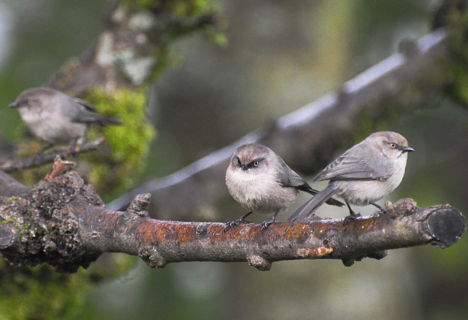 Oregon Backyard Birds, etc.: Bushtit