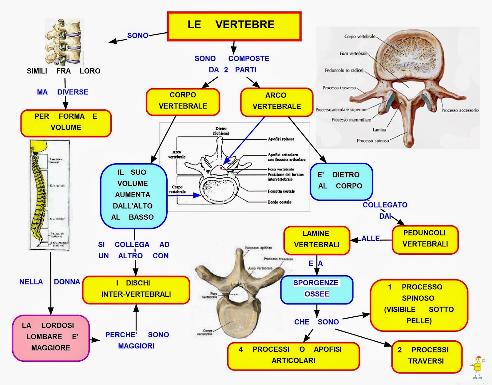 Mappa concettuale: Vertebre • Scuolissima.com