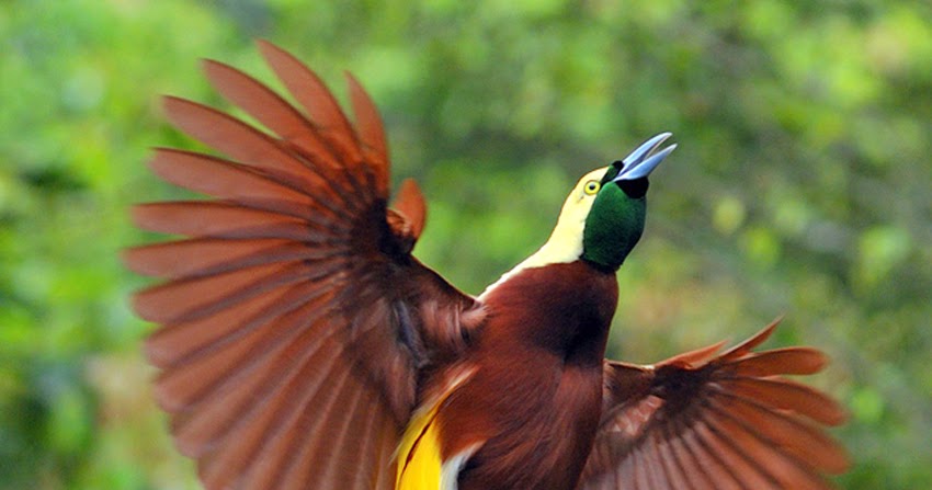 Indonesian Folklore (Folklor Indonesia): The Unhappy Cendrawasih