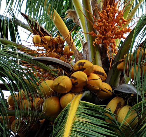 Maldives Culture blog