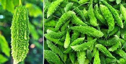 Herba & Tumbuhan: PERIA