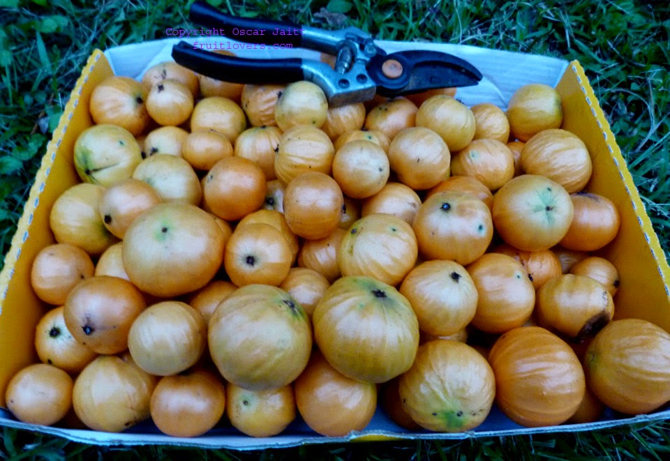 verde e tudo: Meu Pé de Cambucá 3 -- Imagens retiradas na net