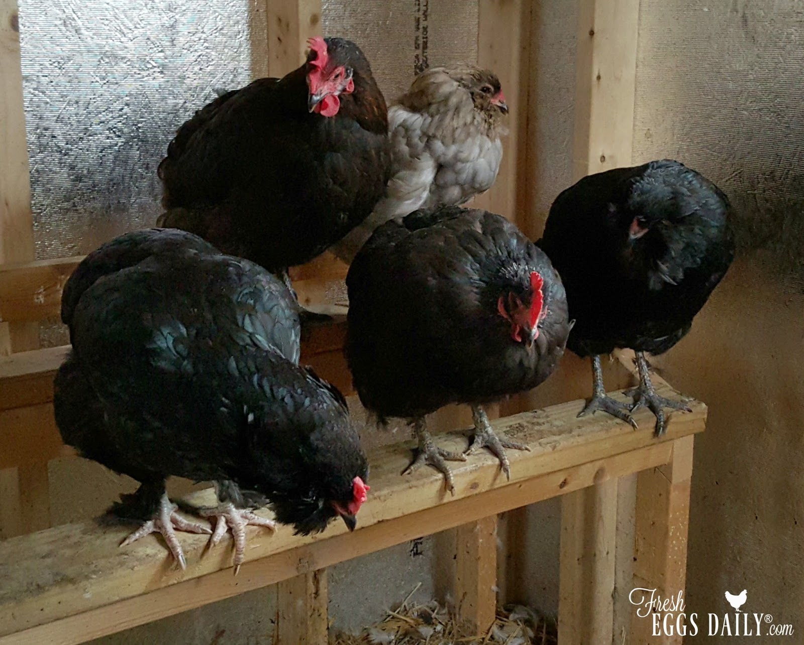 How to Winterize your Chicken Coop - Fresh Eggs Daily® with Lisa Steele
