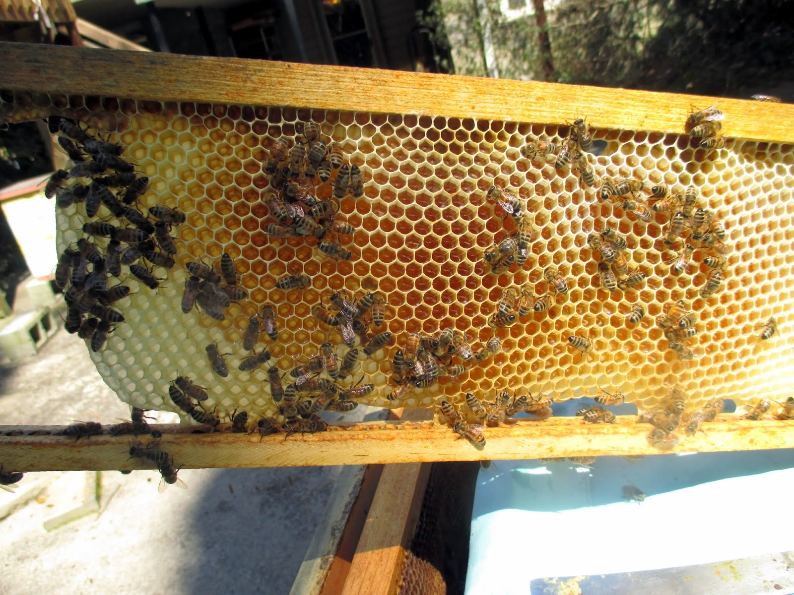 Linda's Bees: Moving Bees from Sebastian's House