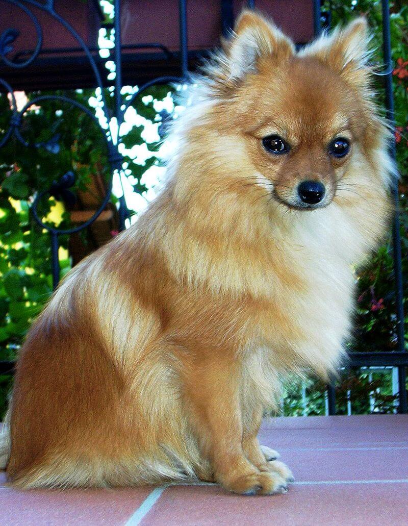 Pomeranian Dog | Friendly, Attentive, and Energetic Dog Breed | Best Puppys