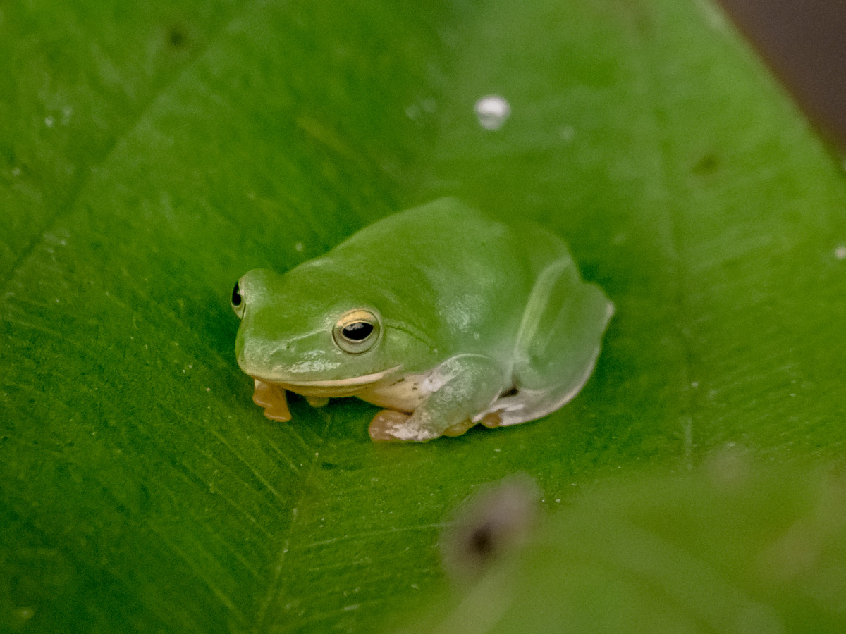 tower record: 超可愛的台北樹蛙_ The Precious Taipei Tree Frog Rhacophorus ...