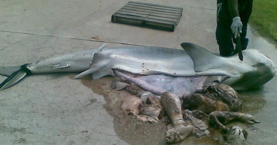 **WARNING SEVERED BODY PARTS** SHARK GETS CUT OPEN AND SPEWS OUT BODY ...