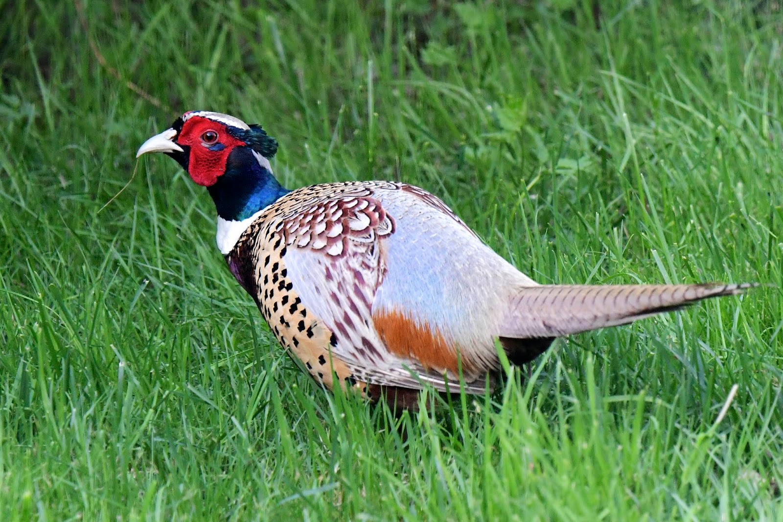 Knuts fugleblogg: Mer enn en fasan