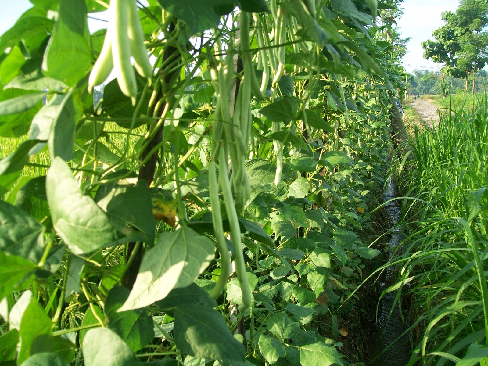 CARA MENANAM DAN BUDIDAYA BUNCIS | Pertanian