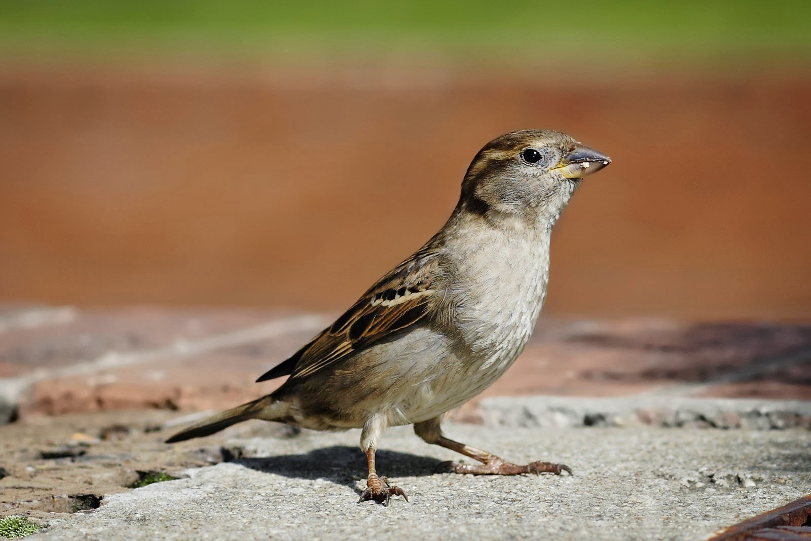Lovable Images: Cute Sparrow WallPapers HD Free Download || Amazing ...