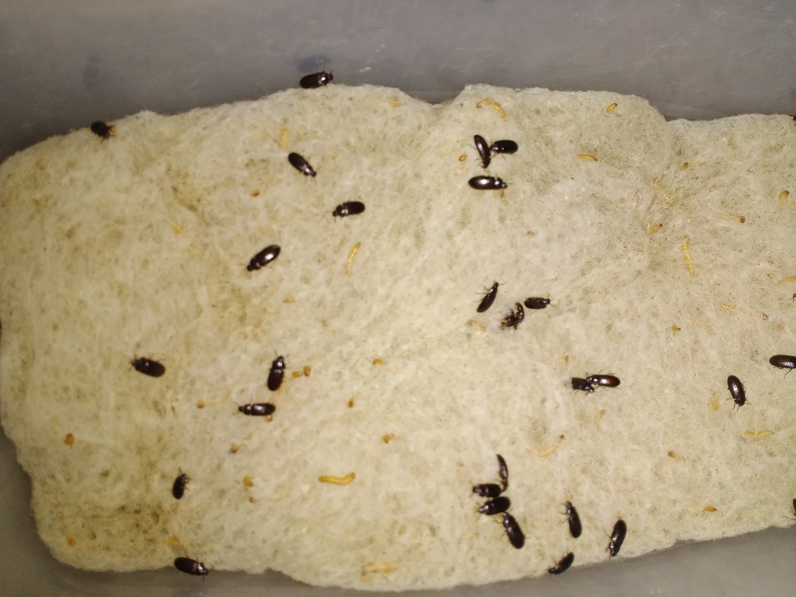 Budidaya Pemeliharaan Semut Jepang yang Mudah | MANFAAT ALAM INDONESIA ...