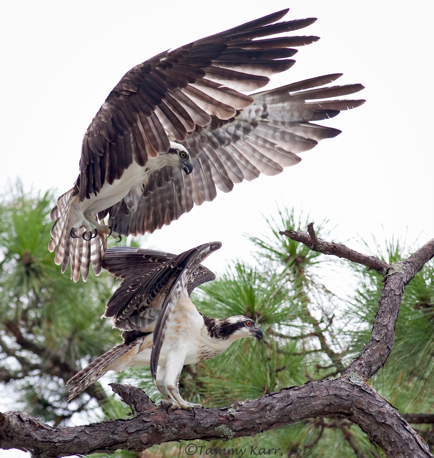 i heart florida birds: When Ospreys Attack