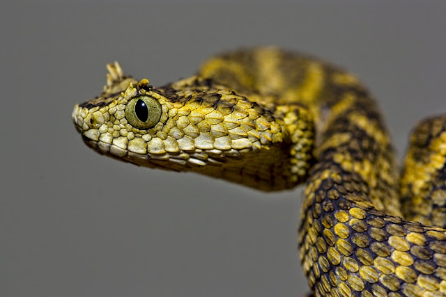 ΦΙΔΙ BUSH VIPER photos - wallpapers (ανανεωμένο) | the fun bank