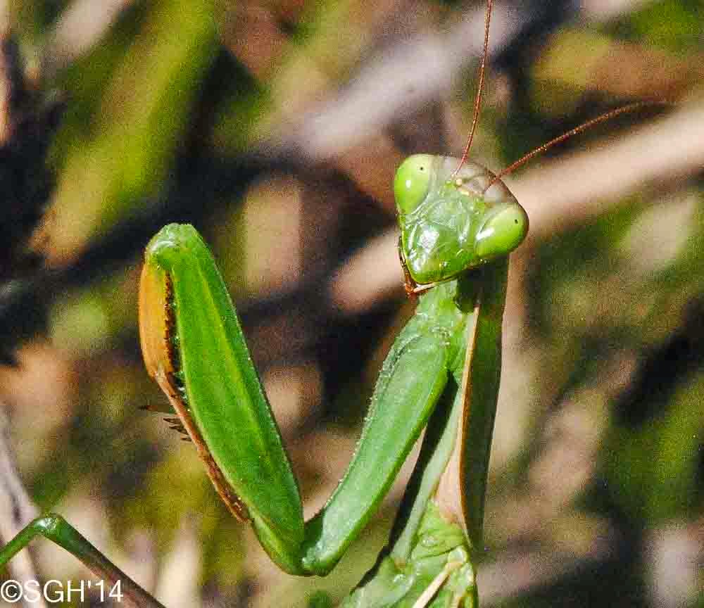 Seasons in the Valley + Furry Gnome's Adventures: Praying Mantis Season