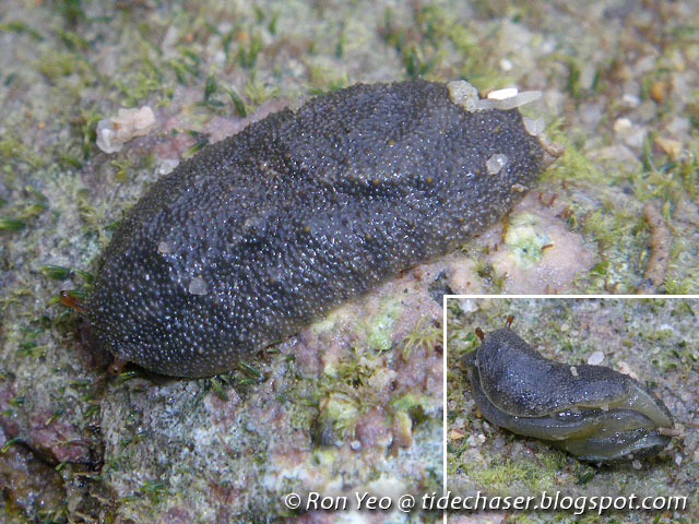 tHE tiDE cHAsER: Onch Slugs (Phylum Mollusca: Family Onchidiidae) of ...