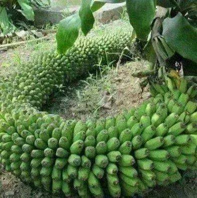 Tumbuhan Yang Pelik-pelik - anajingga