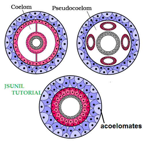 9th Animal kingdom- Diversity of living organism