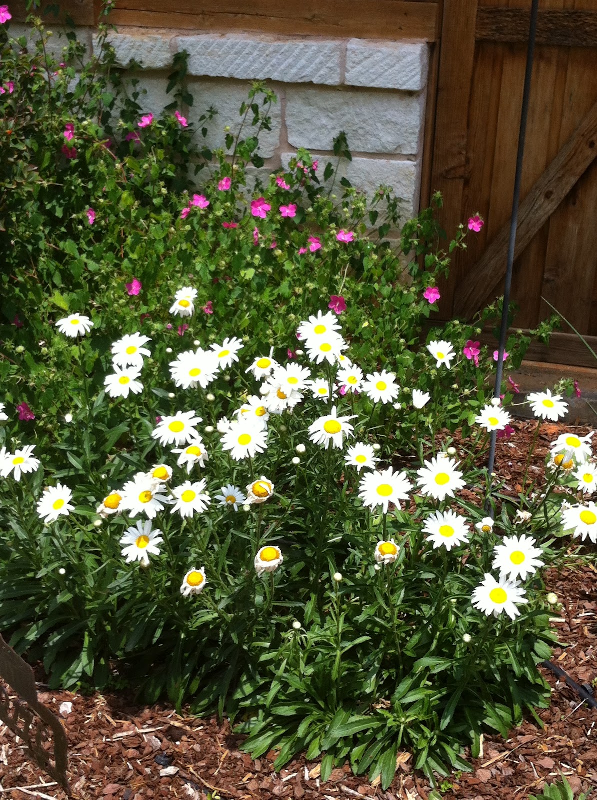 Garden Challenges at Texoma