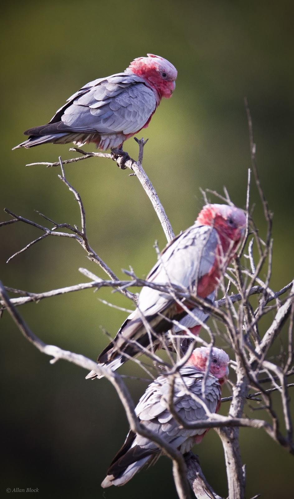 Feather Tailed Stories: Galah, Australia
