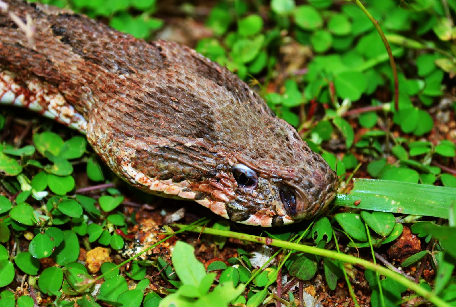 Photography & Me: Russell's Viper