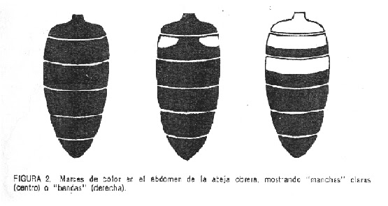 La Familia de la Apicultura - The Beekeeping Family: RAZAS DE ABEJAS ...