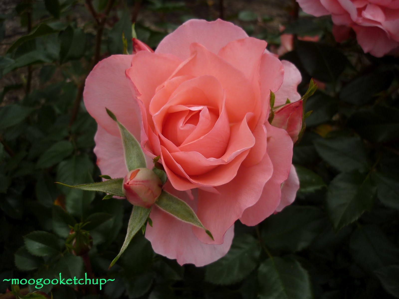My footsteps...: Roses at Rose Garden, Balboa Park, San Diego (1)